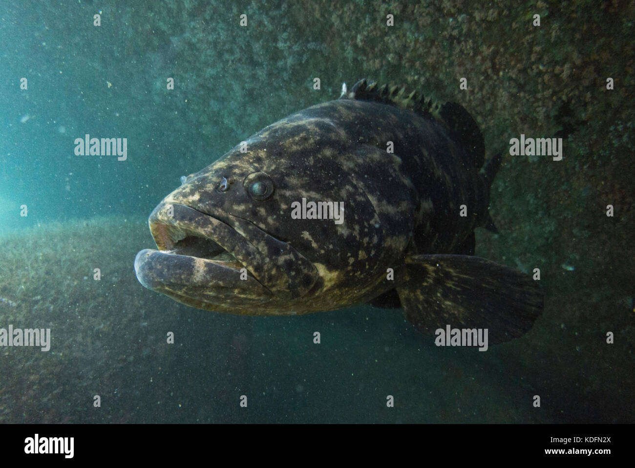 Goliath grouper hi-res stock photography and images - Alamy