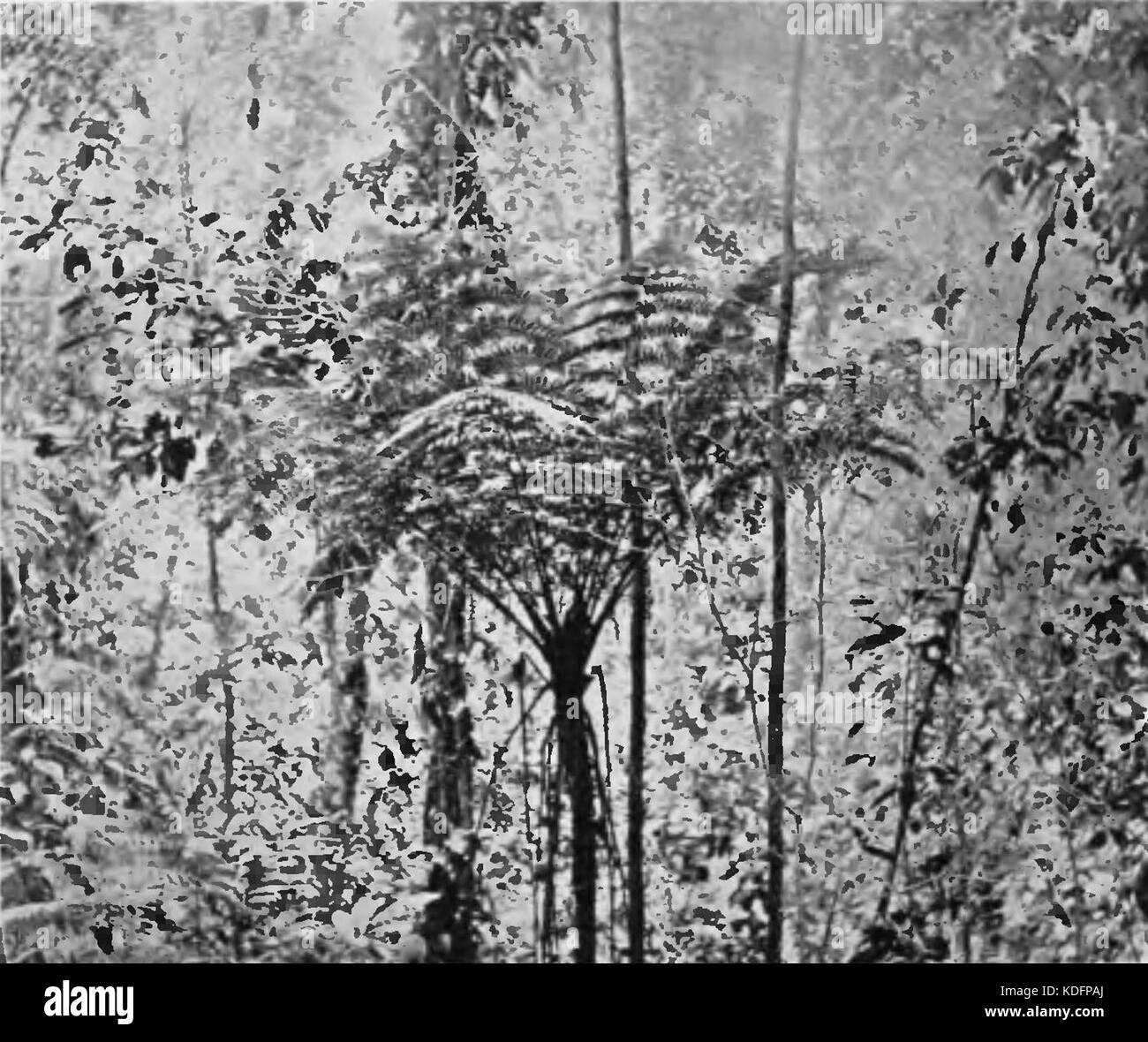 Tree support structure Black and White Stock Photos & Images - Alamy