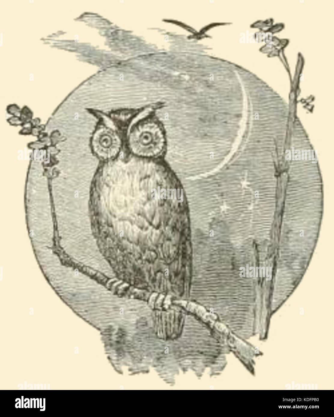 Owl in the Moonlight Stock Photo - Alamy