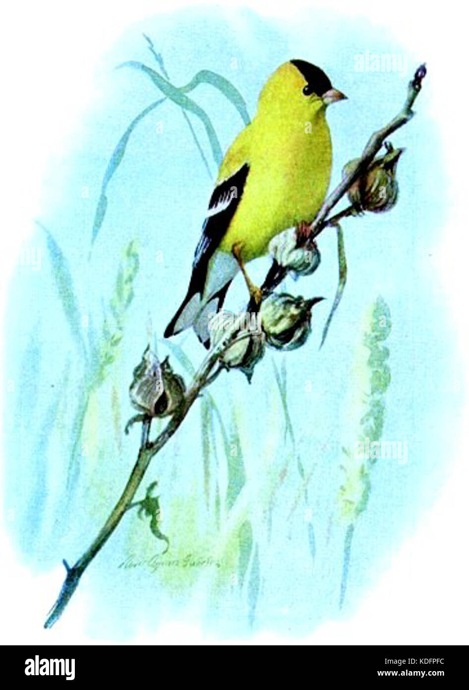 The goldfinch cover hi-res stock photography and images - Alamy