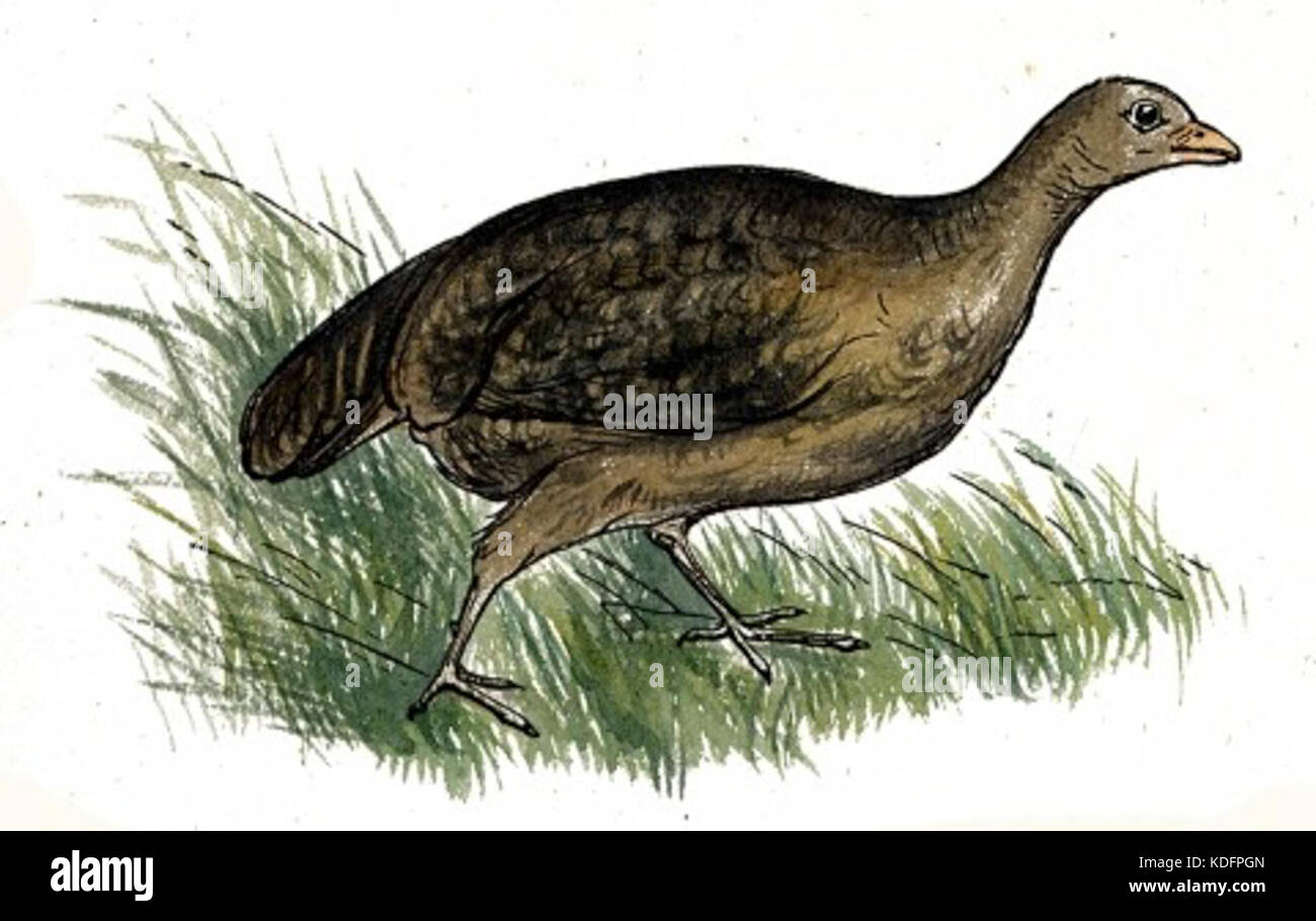 This is an artistic depiction of a partridge, likely created for ...