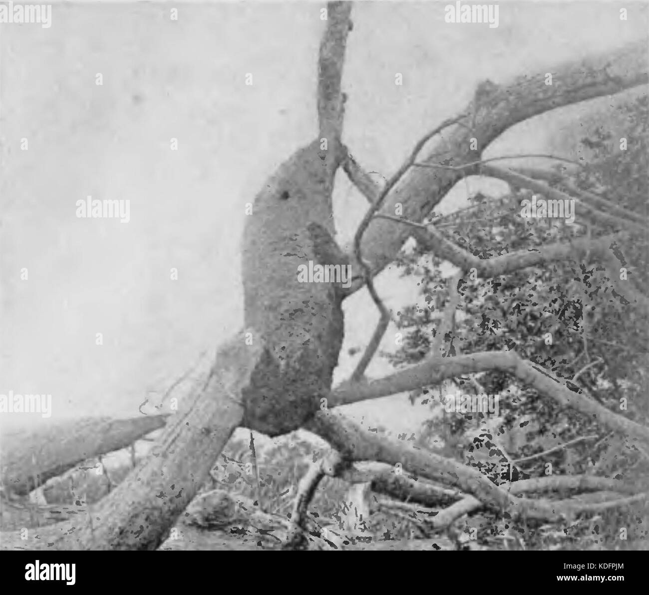 Termites nest Black and White Stock Photos & Images - Alamy