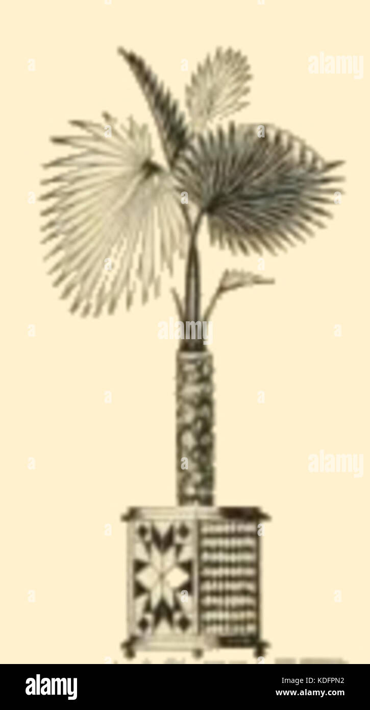 Illustration potted palm tree hi-res stock photography and images - Alamy