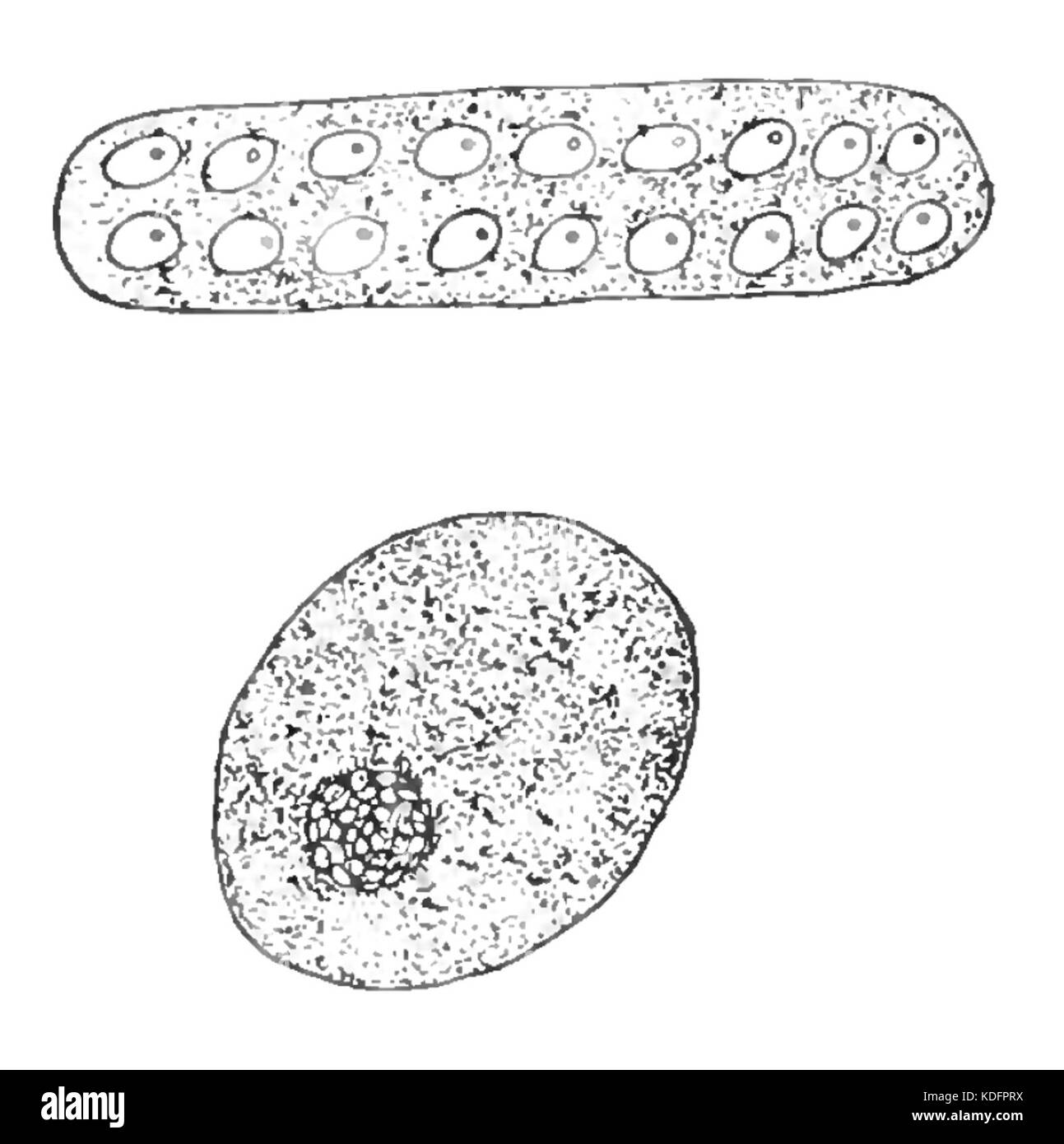 Physa gyrina eggs Stock Photo - Alamy