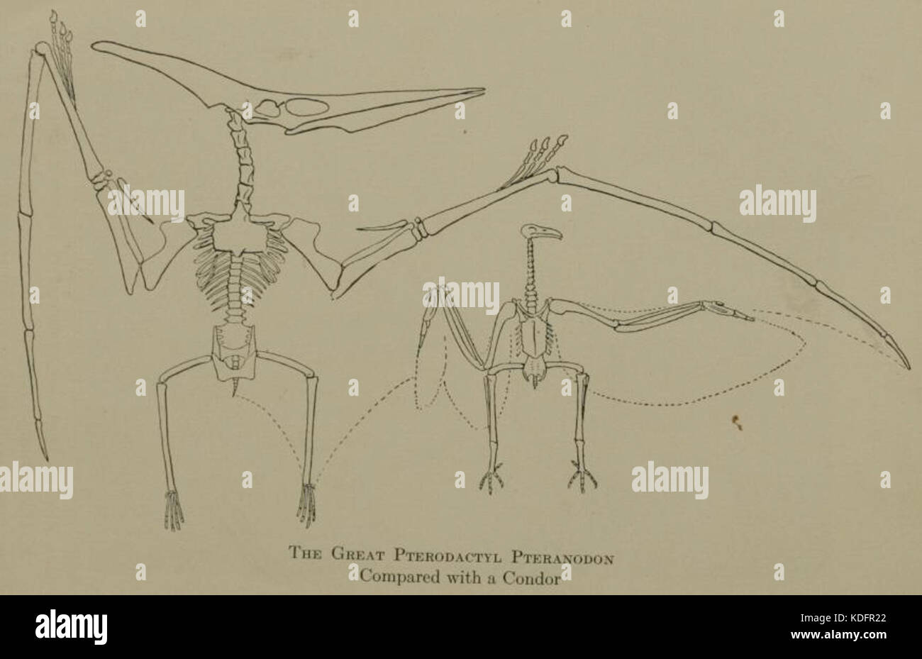 Reptile like creature hi-res stock photography and images - Alamy
