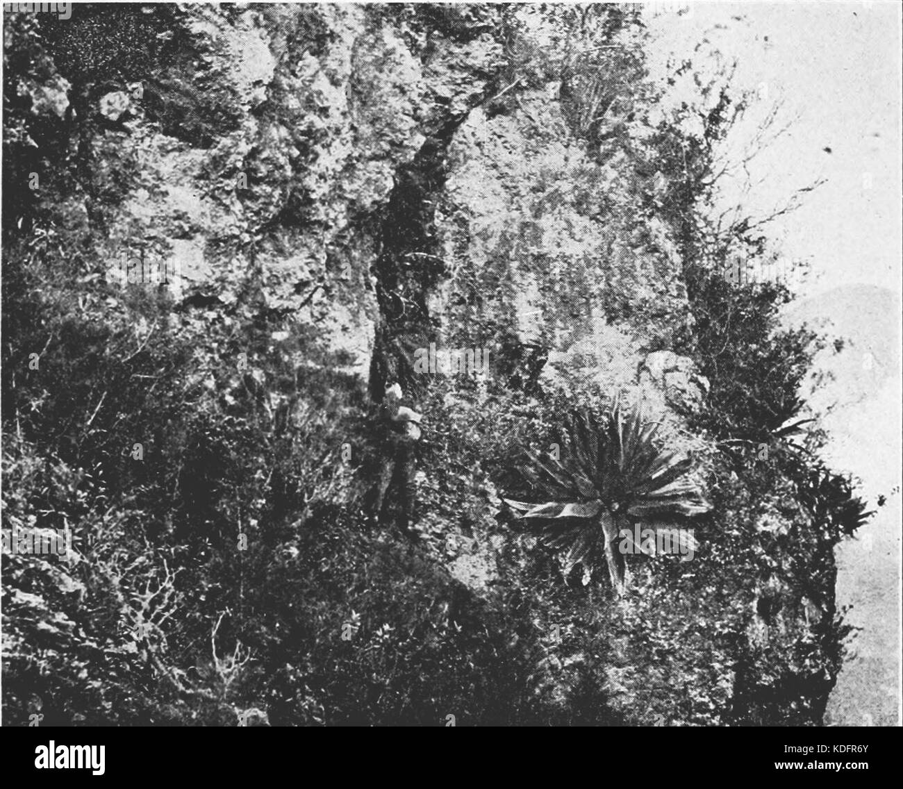 The image depicts a cliff landscape with xerophytic plants, known for ...