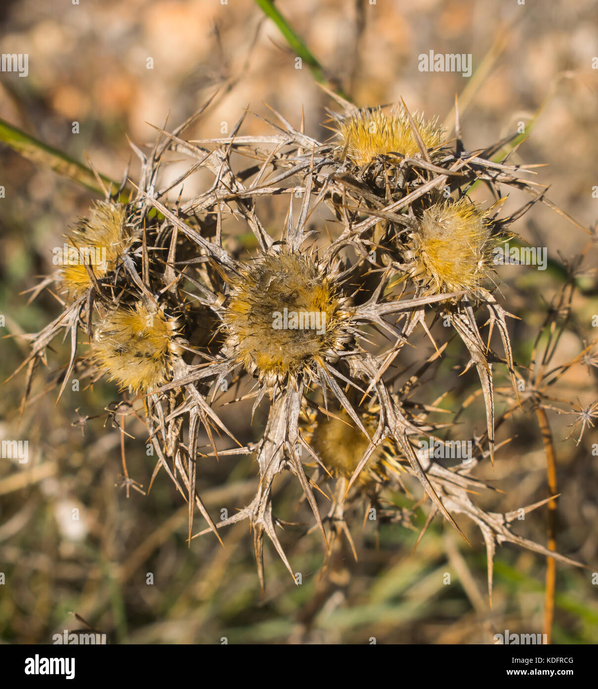 A wild plant with thorns Stock Photo - Alamy