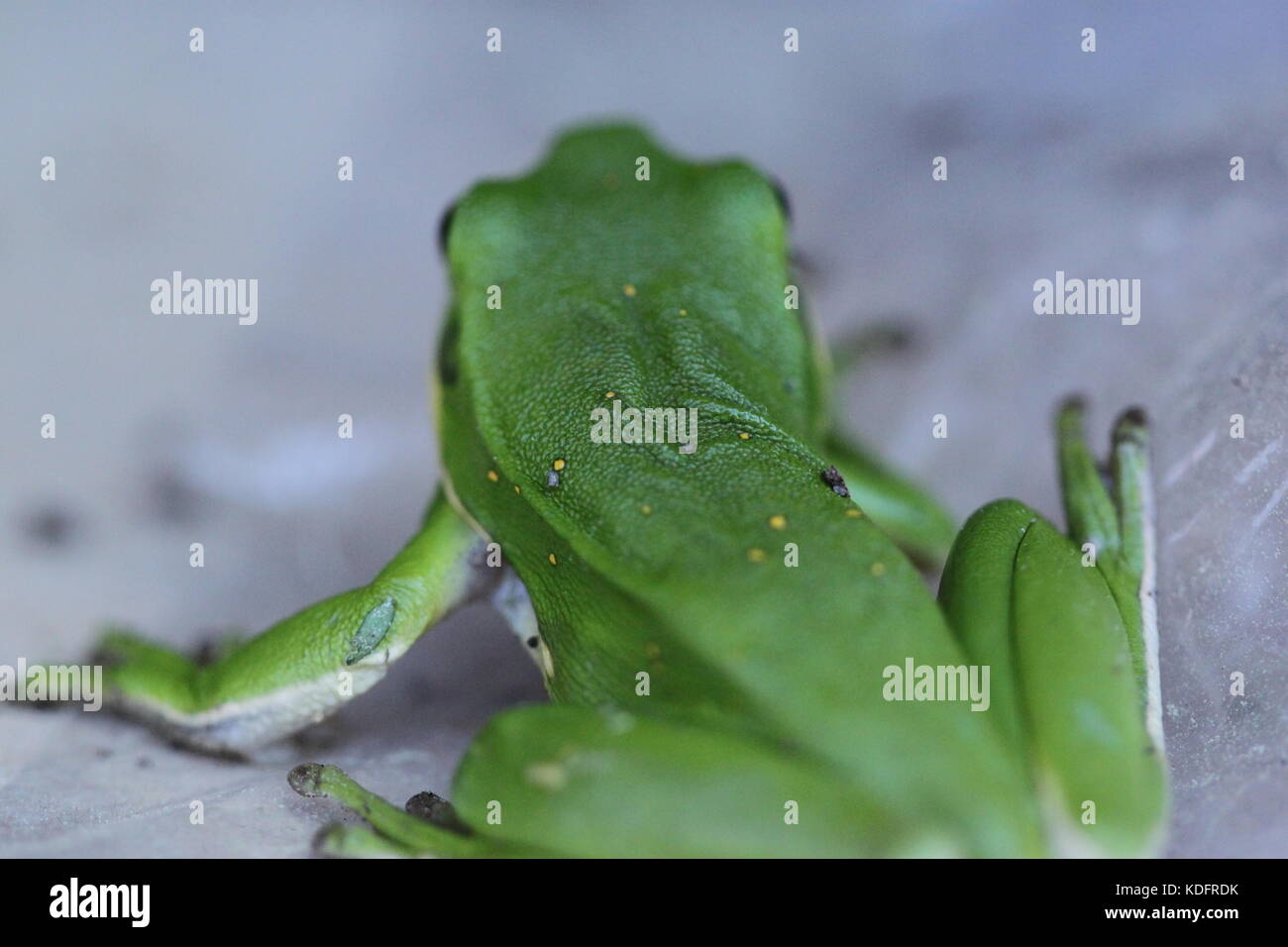 green tree frog Stock Photo - Alamy