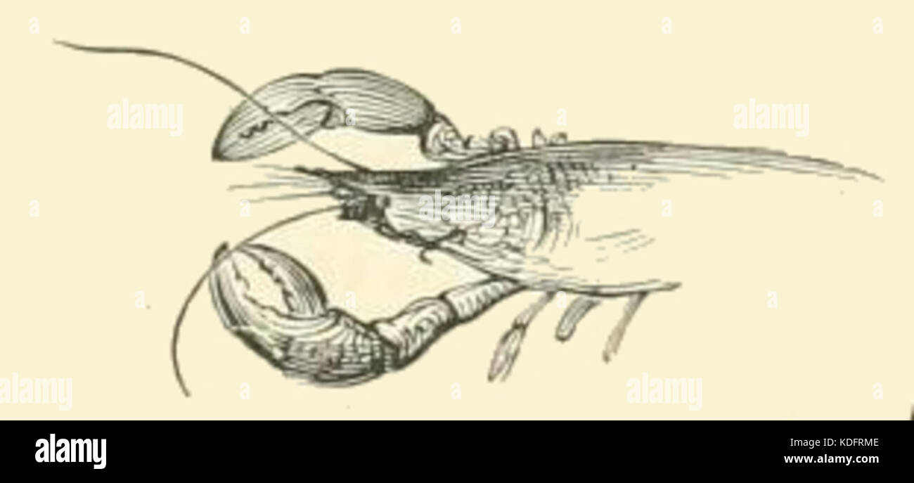 Crustacean exoskeleton hi-res stock photography and images - Alamy