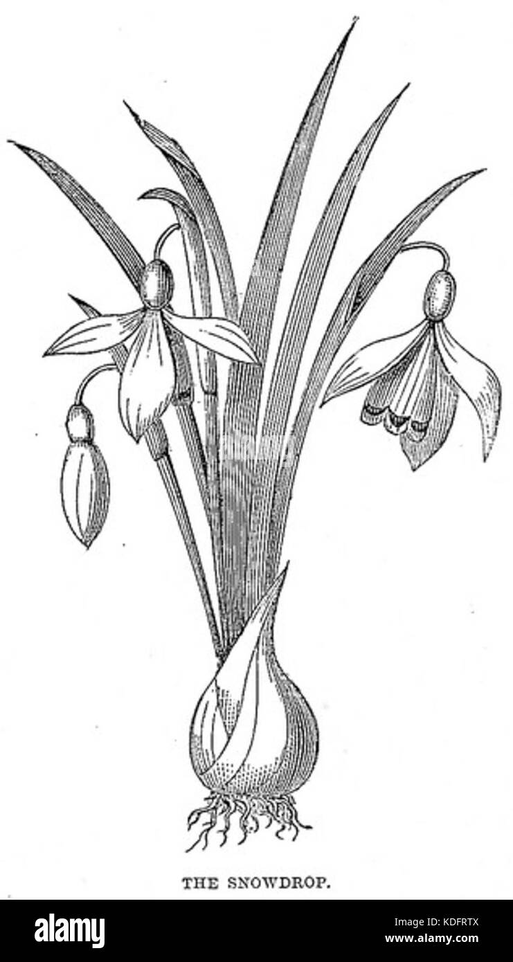 A detailed drawing of snowdrops, likely showcasing the delicate and ...
