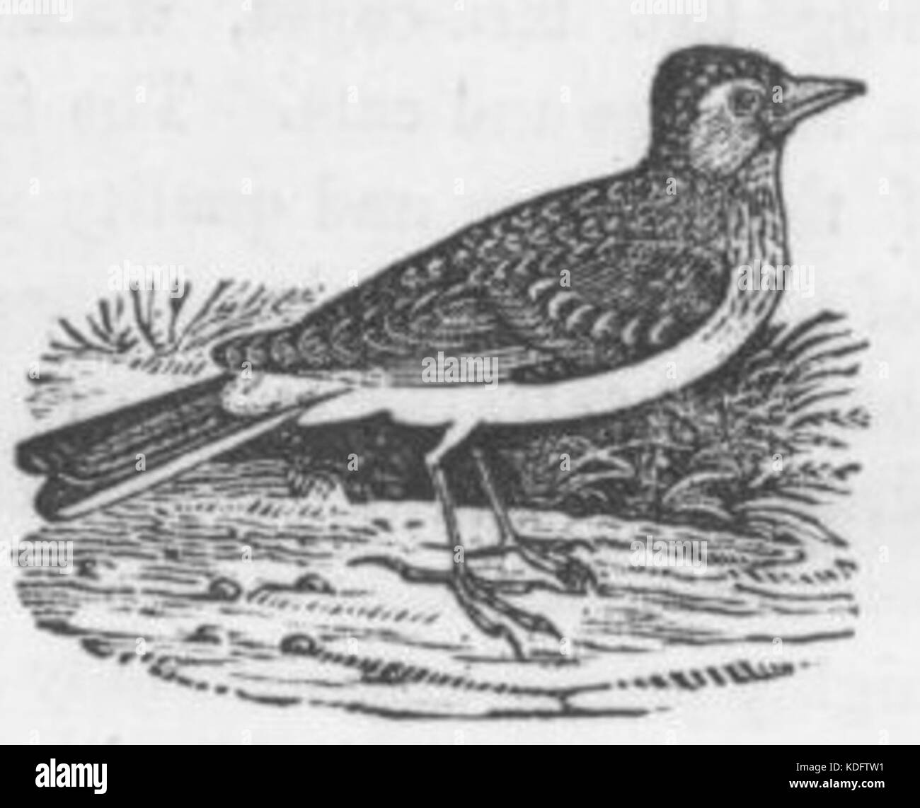 Lark vintage Black and White Stock Photos & Images - Alamy