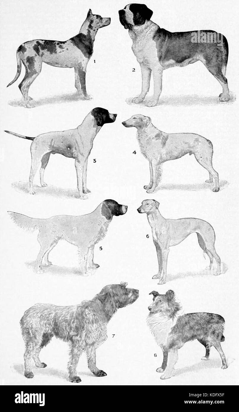 This image or document from 1905 shows an illustration or depiction ...