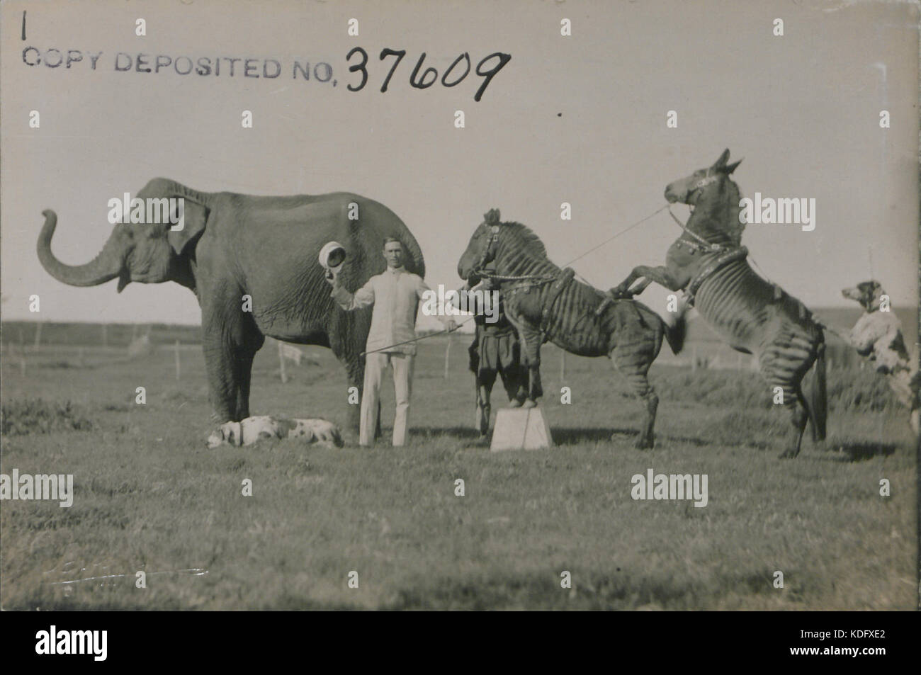 Trained animals performers hi-res stock photography and images - Alamy