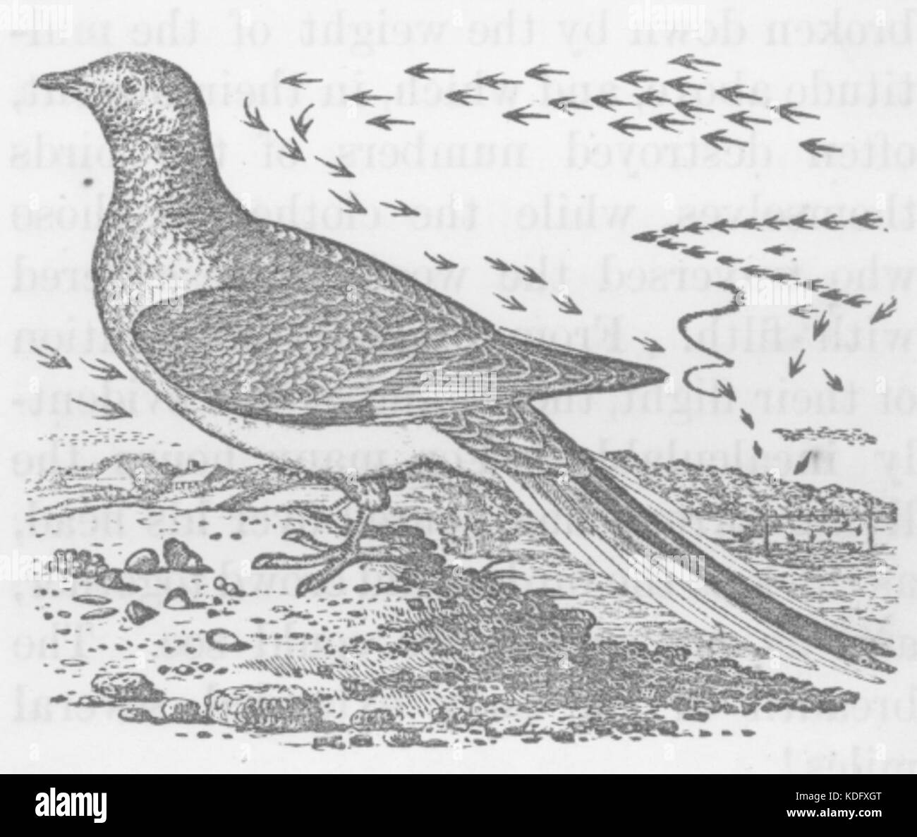 Pigeon drawing hi-res stock photography and images - Alamy