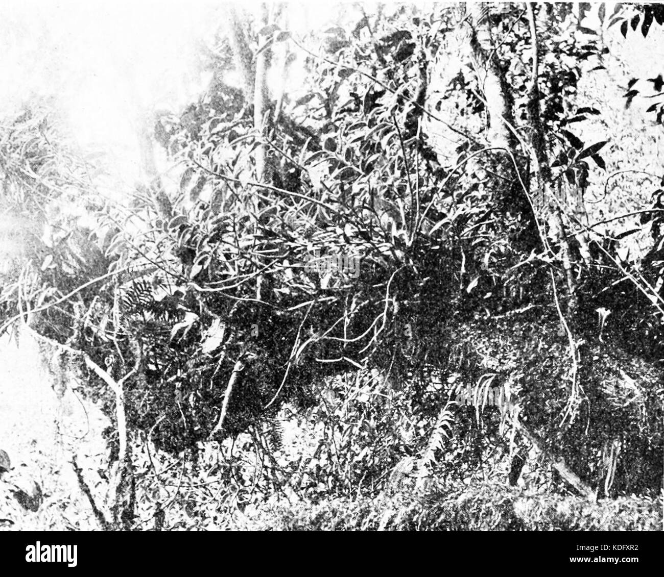 Plants canopy Black and White Stock Photos & Images - Alamy