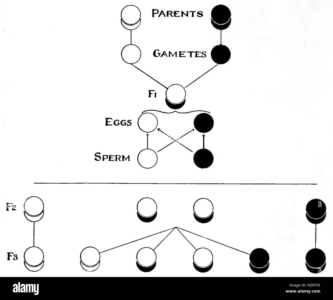 Heredity chart hi-res stock photography and images - Alamy