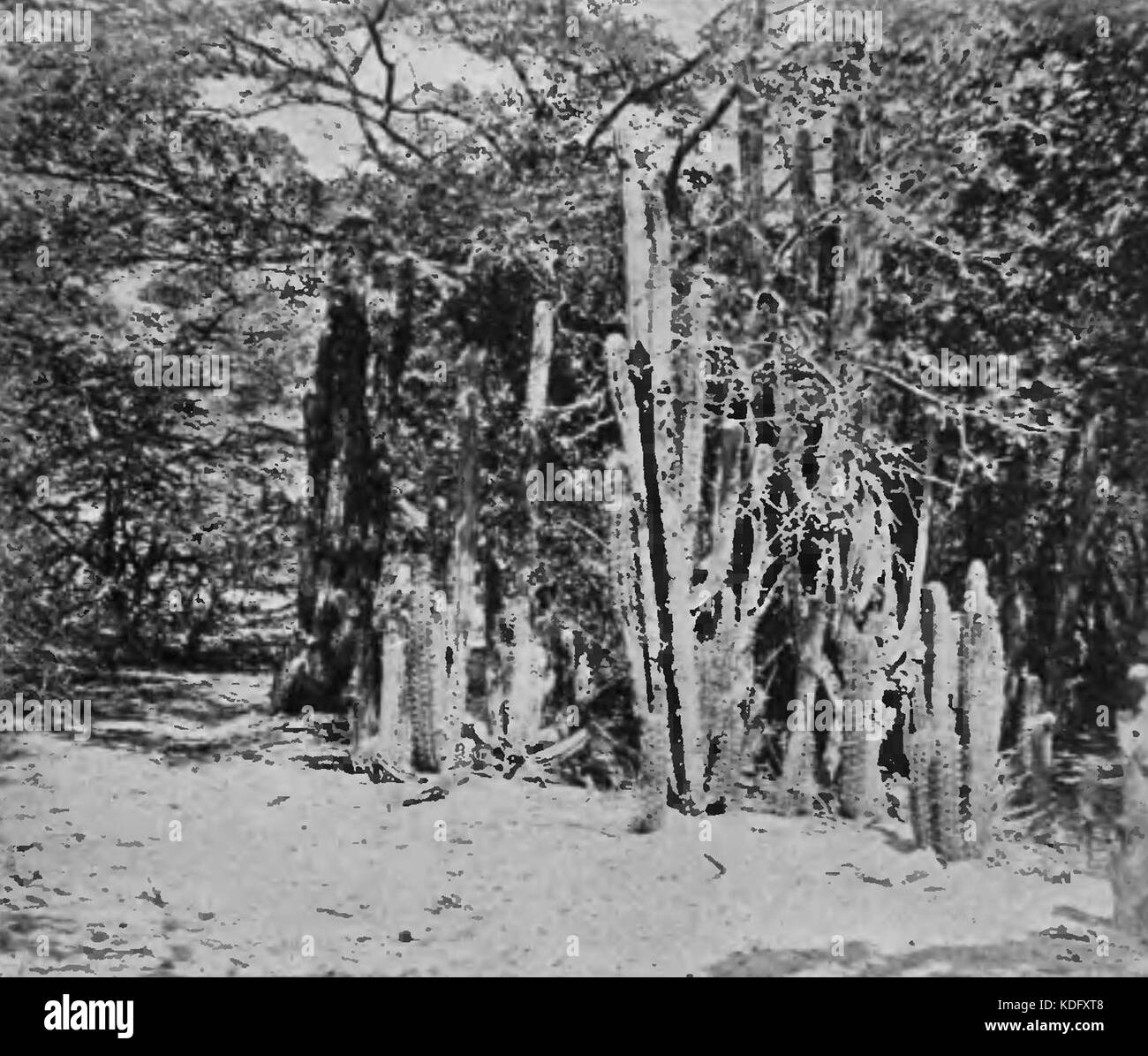 Cactus giant Black and White Stock Photos & Images - Alamy