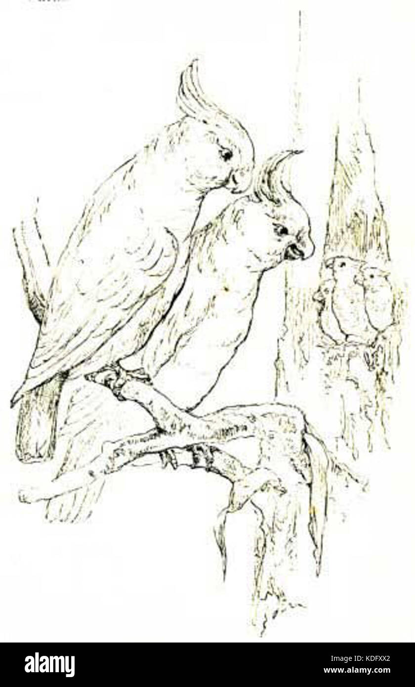 Parrot Family Drawing Stock Photo - Alamy