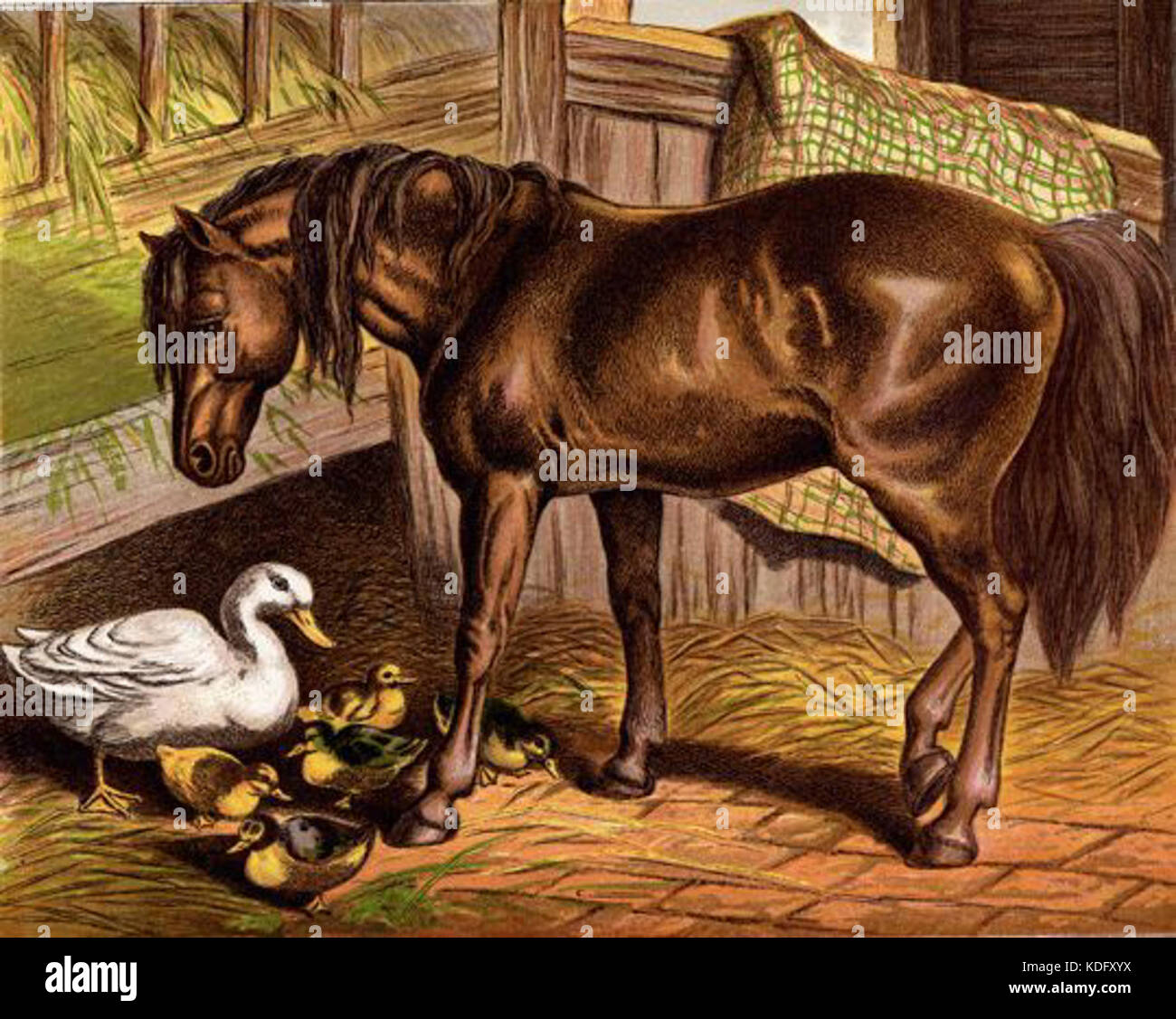 Pony and Ducks Drawing Stock Photo - Alamy