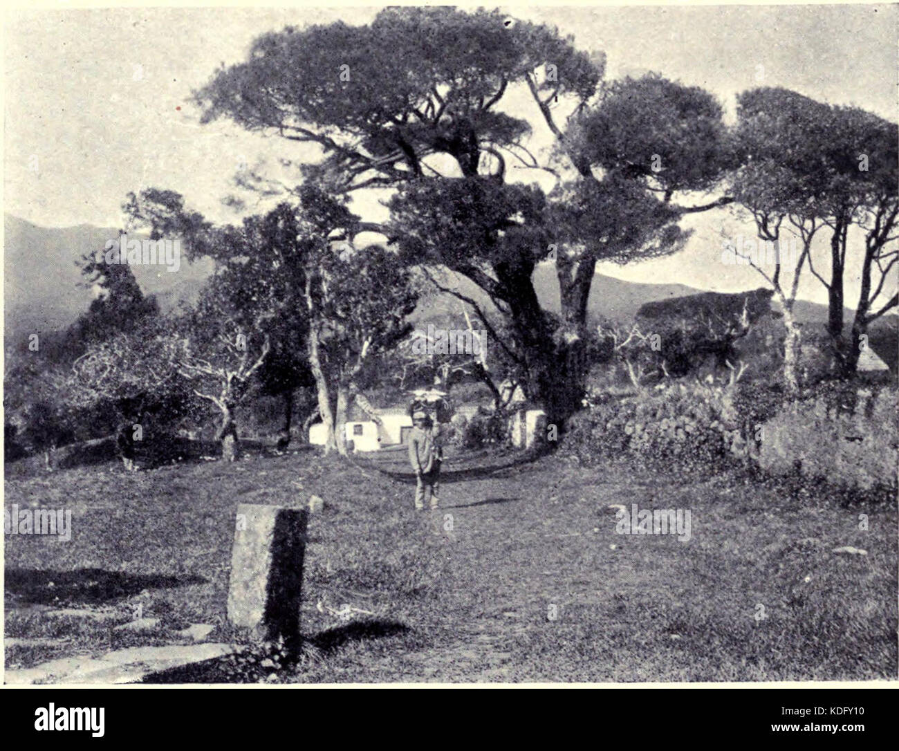 Pine Trees at S. Antonio da Serra, MON 1909 Stock Photo - Alamy