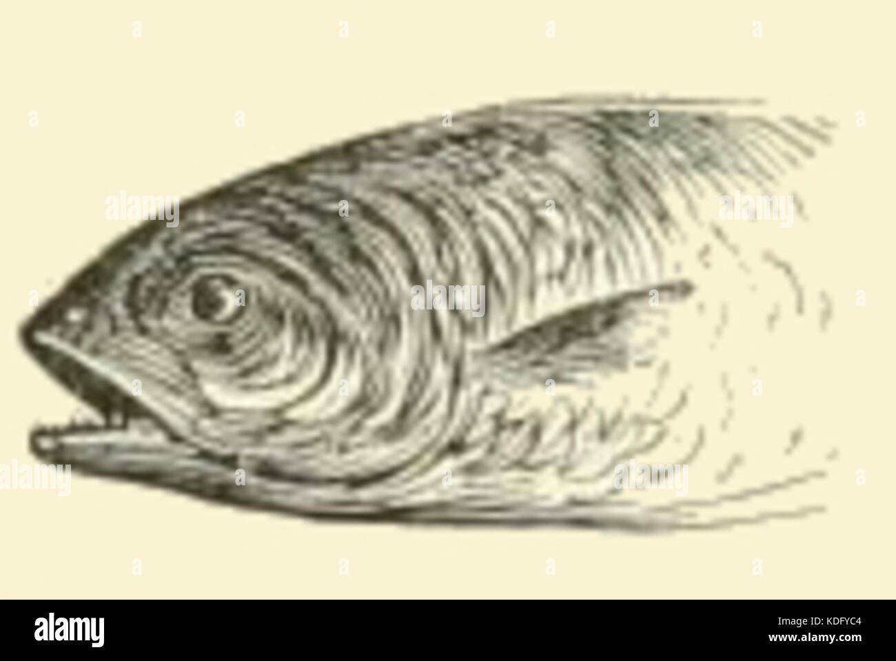 Salmon Head Drawing Stock Photo - Alamy