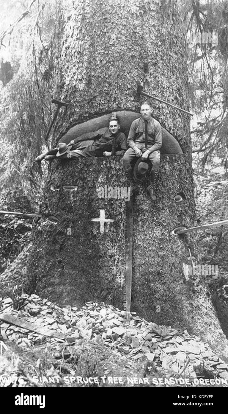 SPD soldiers in tree Stock Photo - Alamy