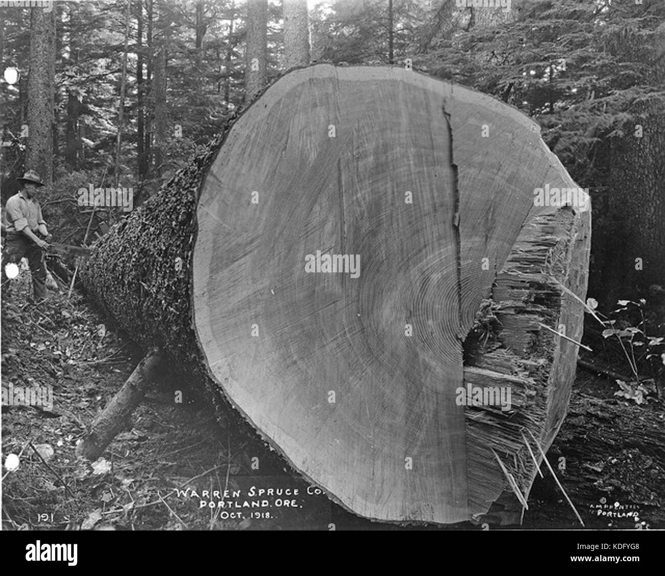 Sawyer bucking spruce log on the Oregon coast Stock Photo - Alamy