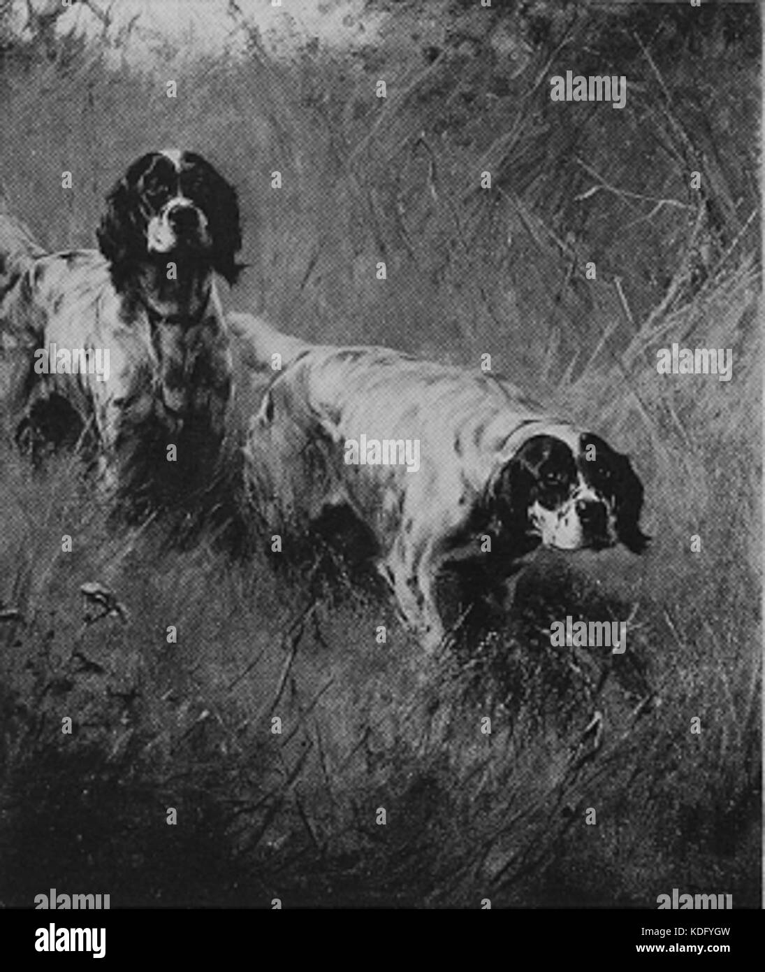 Setters Black and White Stock Photos & Images - Alamy
