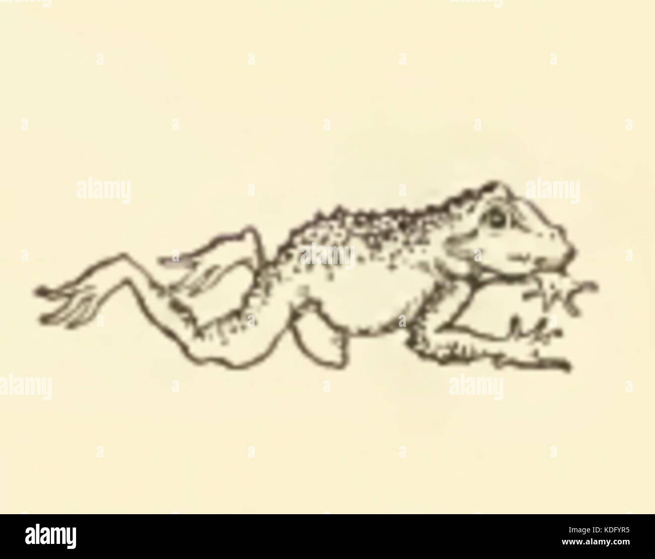 Frog drawing hi-res stock photography and images - Alamy
