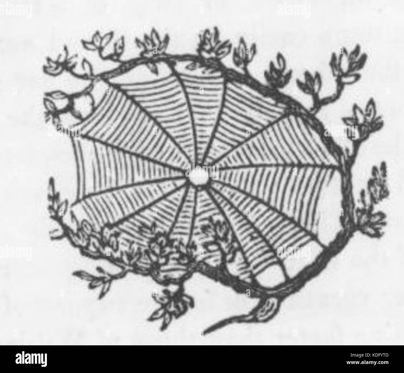Spider Web Drawing Stock Photo - Alamy