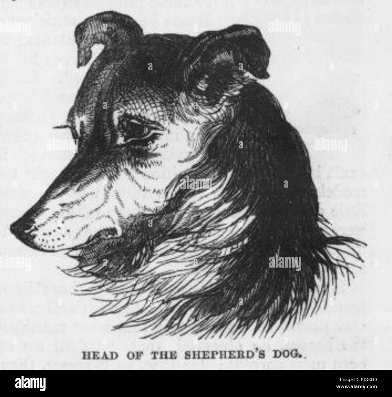 Sheep Dog Portrait Stock Photo - Alamy