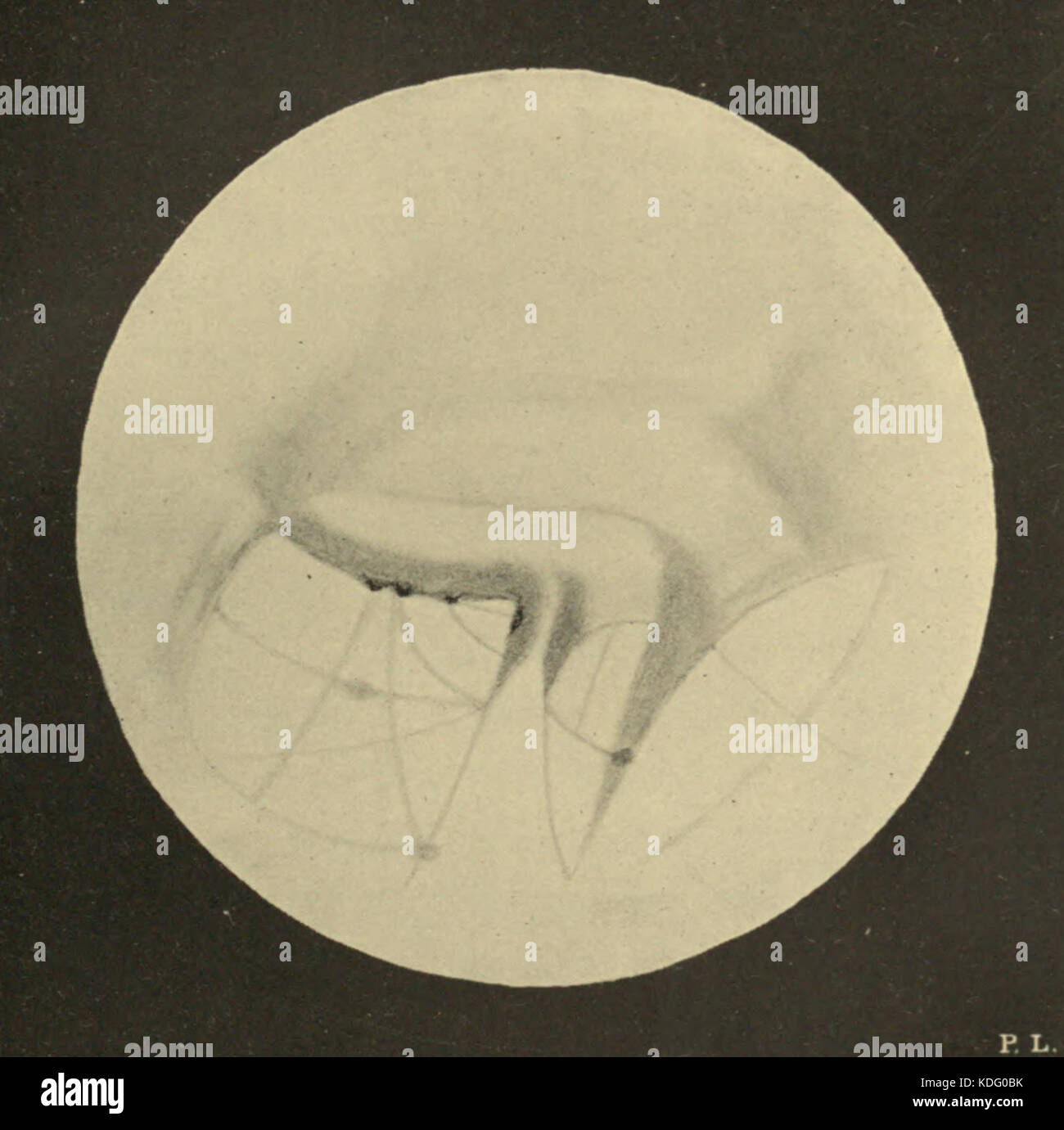 Lowell Mars (1894) Plate 18 Stock Photo - Alamy