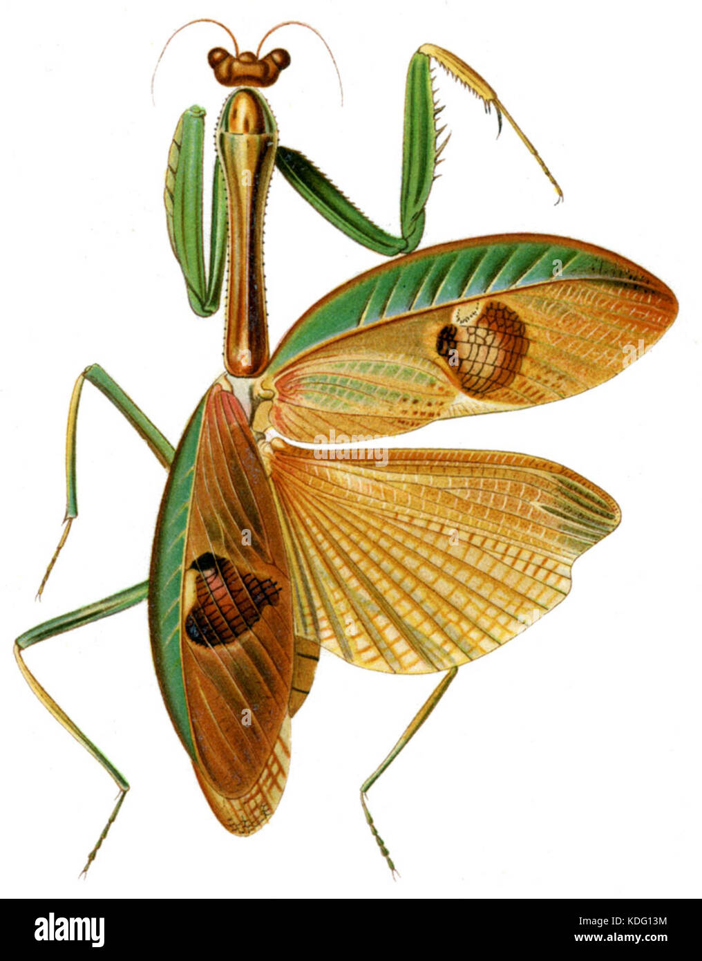 Stagmatoptera supplicaria 01 Stock Photo - Alamy