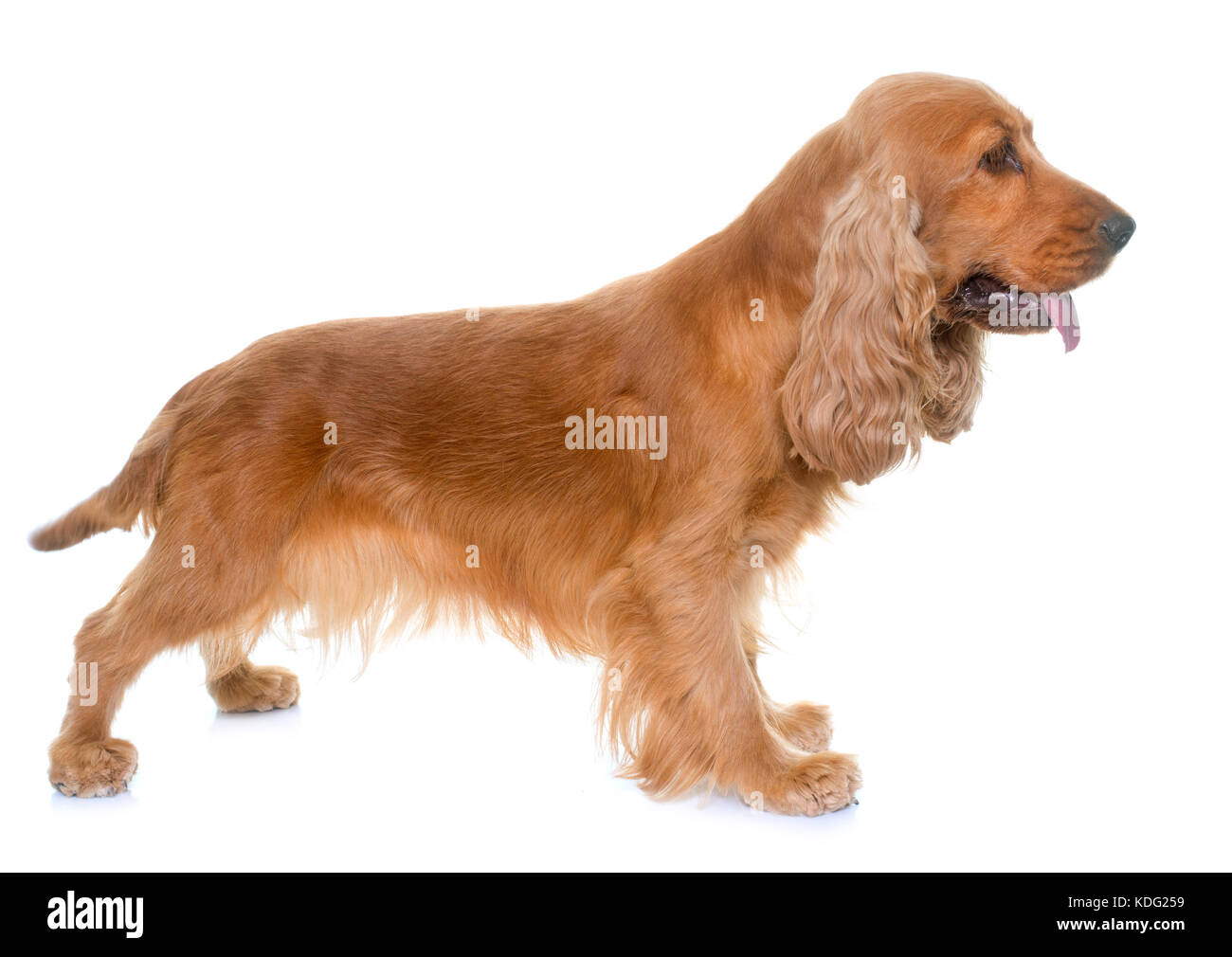 cocker spaniel in front of white background Stock Photo - Alamy
