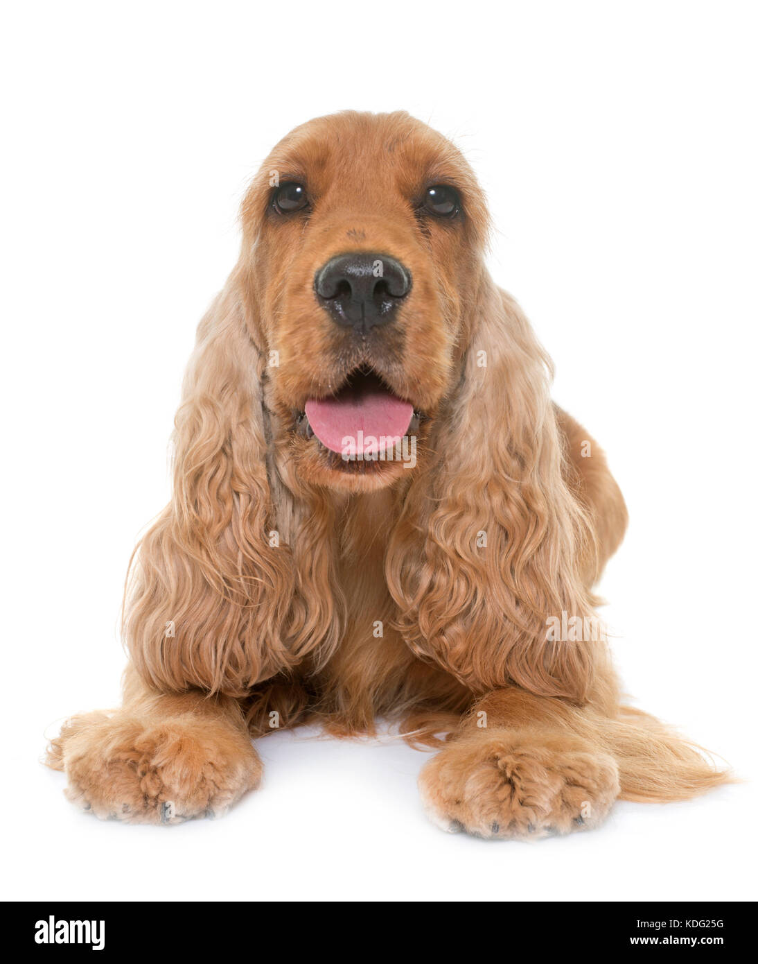 cocker spaniel in front of white background Stock Photo - Alamy