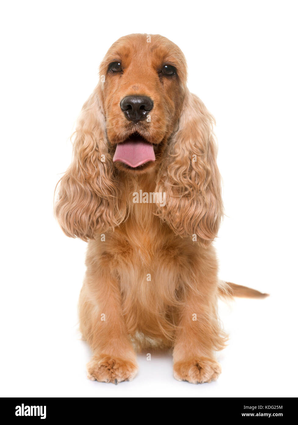 cocker spaniel in front of white background Stock Photo - Alamy