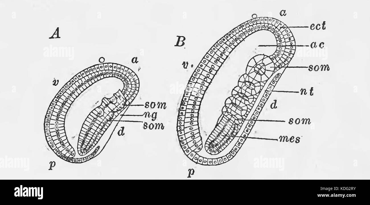 PSM V84 D535 Facts and factors of development fig11 Stock Photo - Alamy