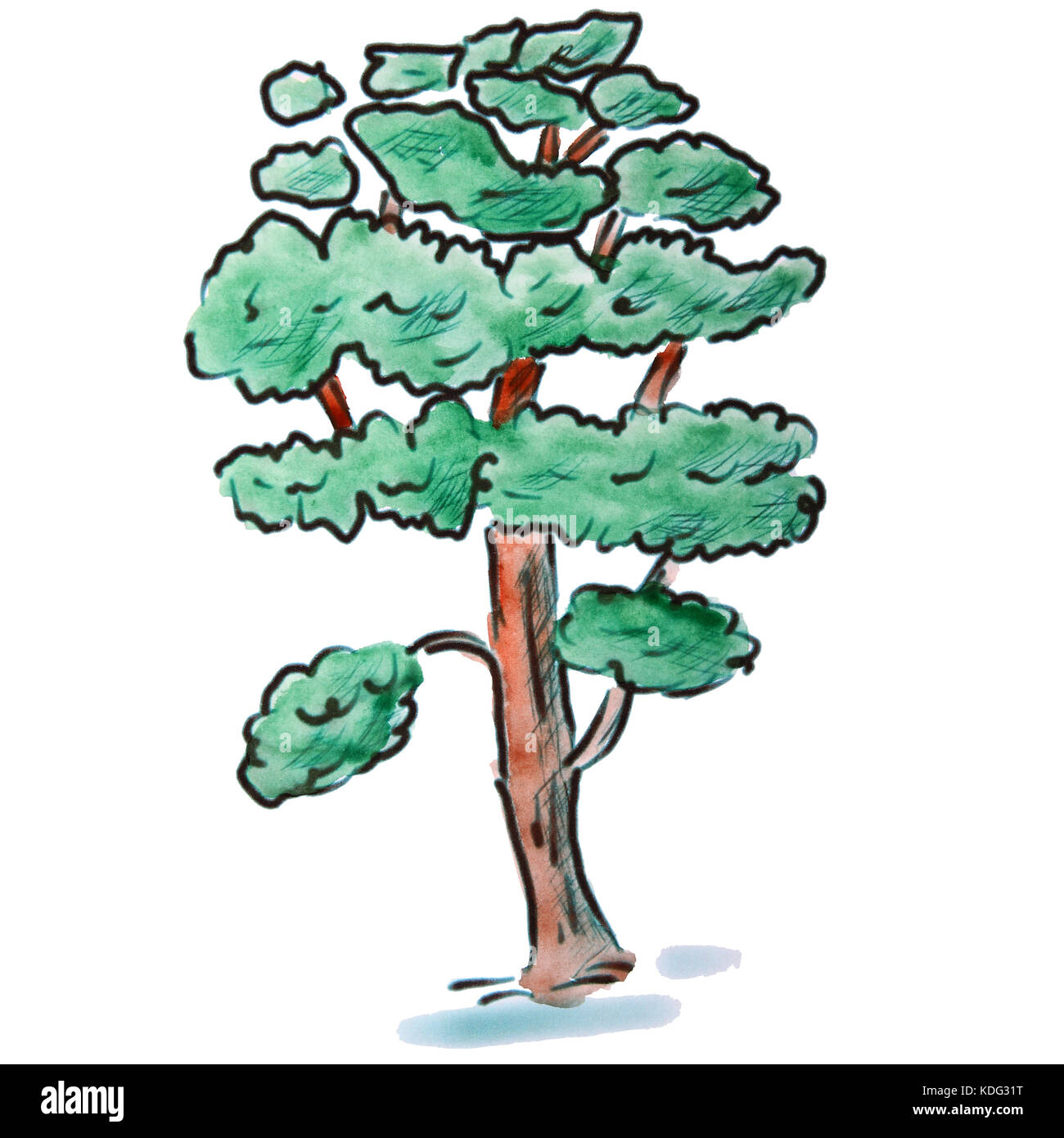 watercolor green cedar tree cartoon illustration isolated on white ...