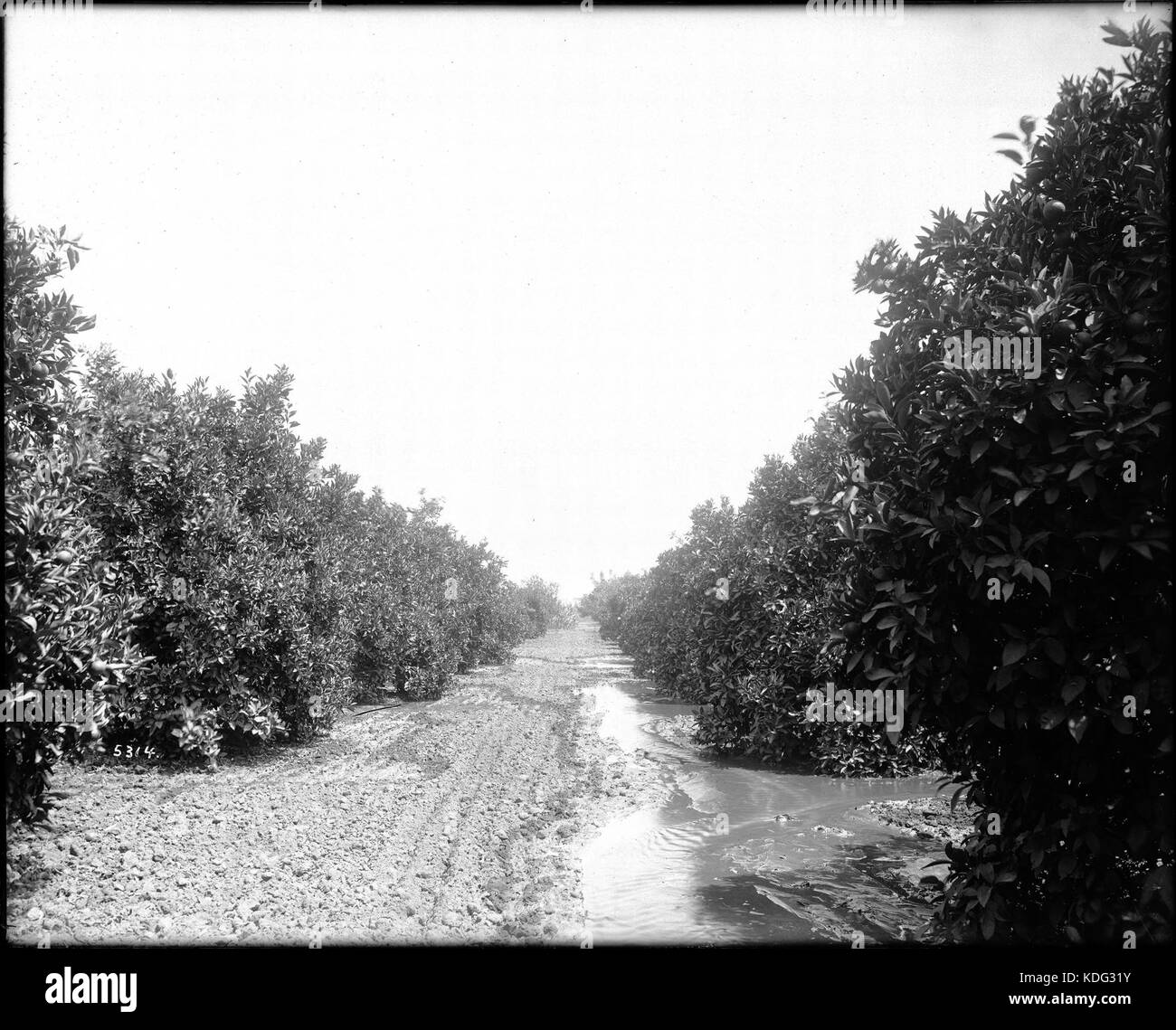 Rural orchards Black and White Stock Photos & Images - Alamy