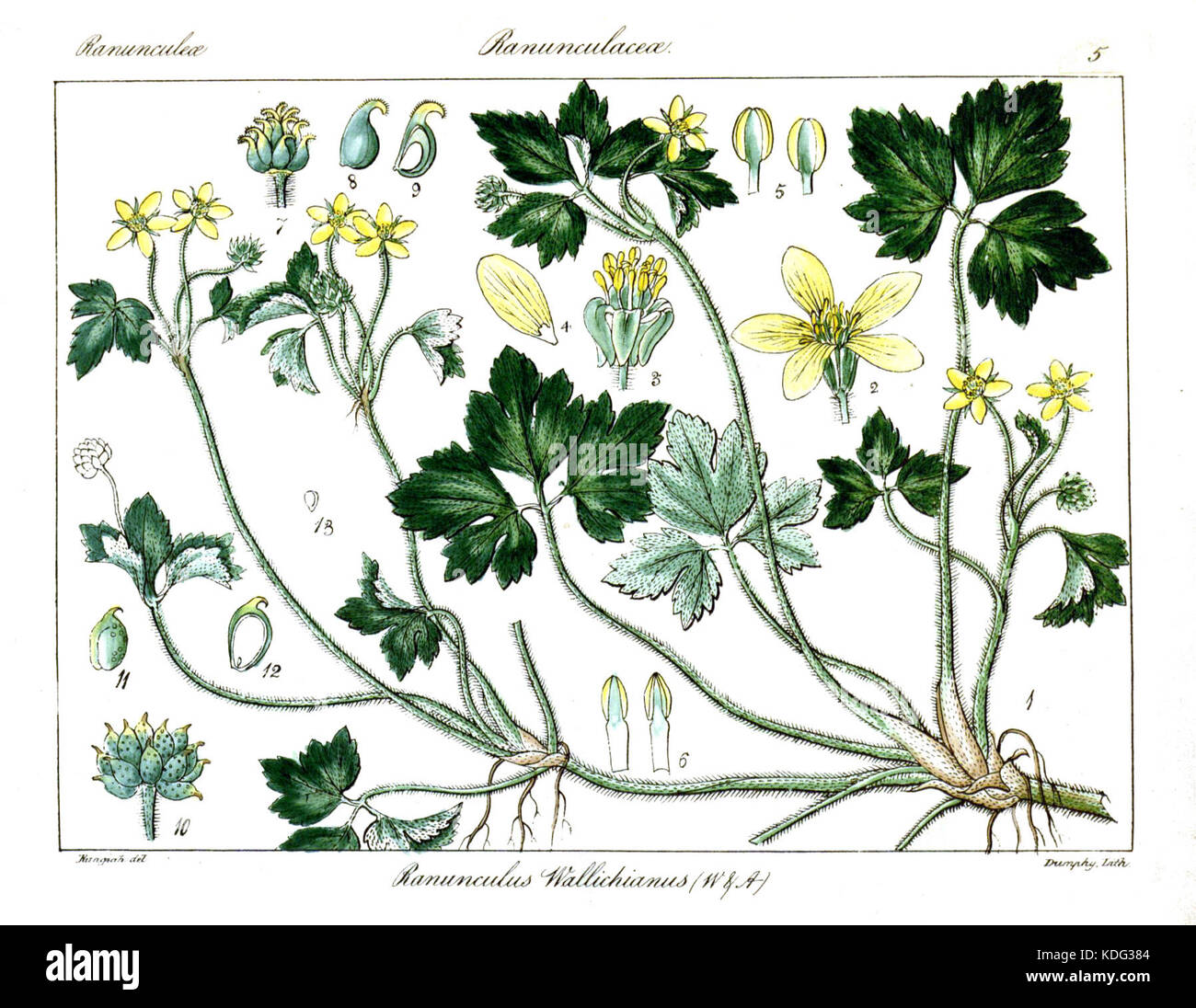 Ranunculus wallichianus Rungiah Stock Photo - Alamy