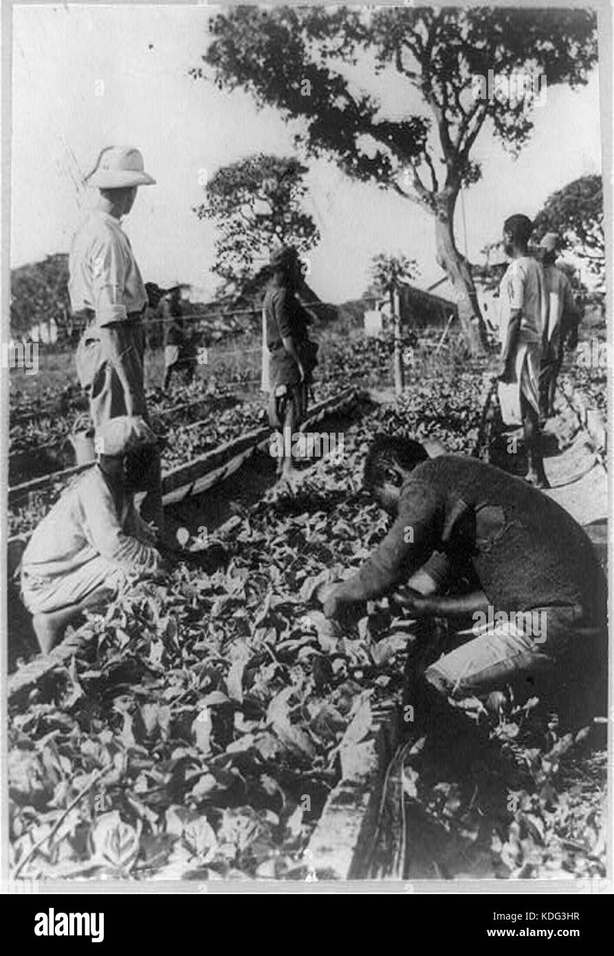 Tobacco processing field hi-res stock photography and images - Alamy