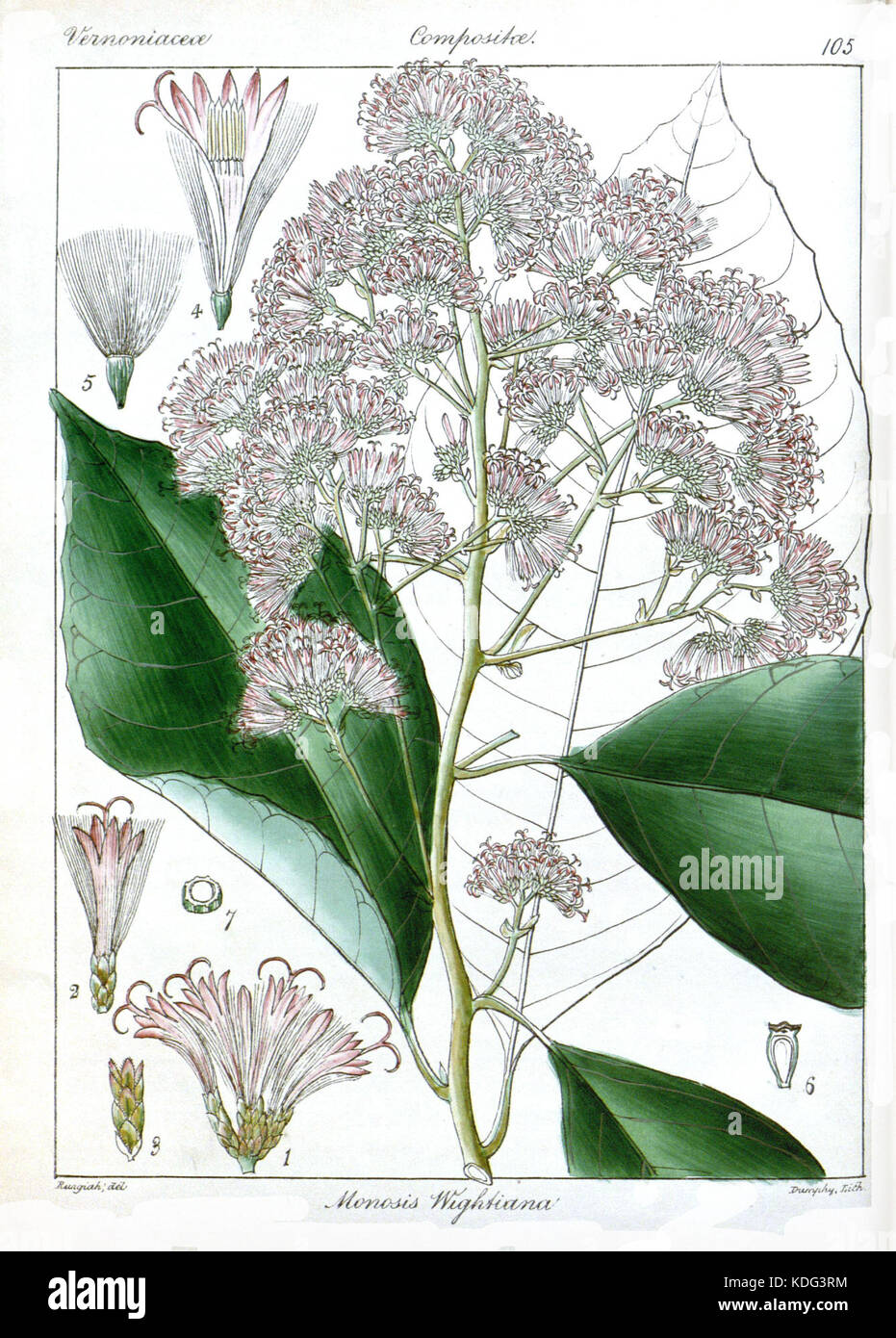 Monosis wightiana Rungiah Stock Photo - Alamy