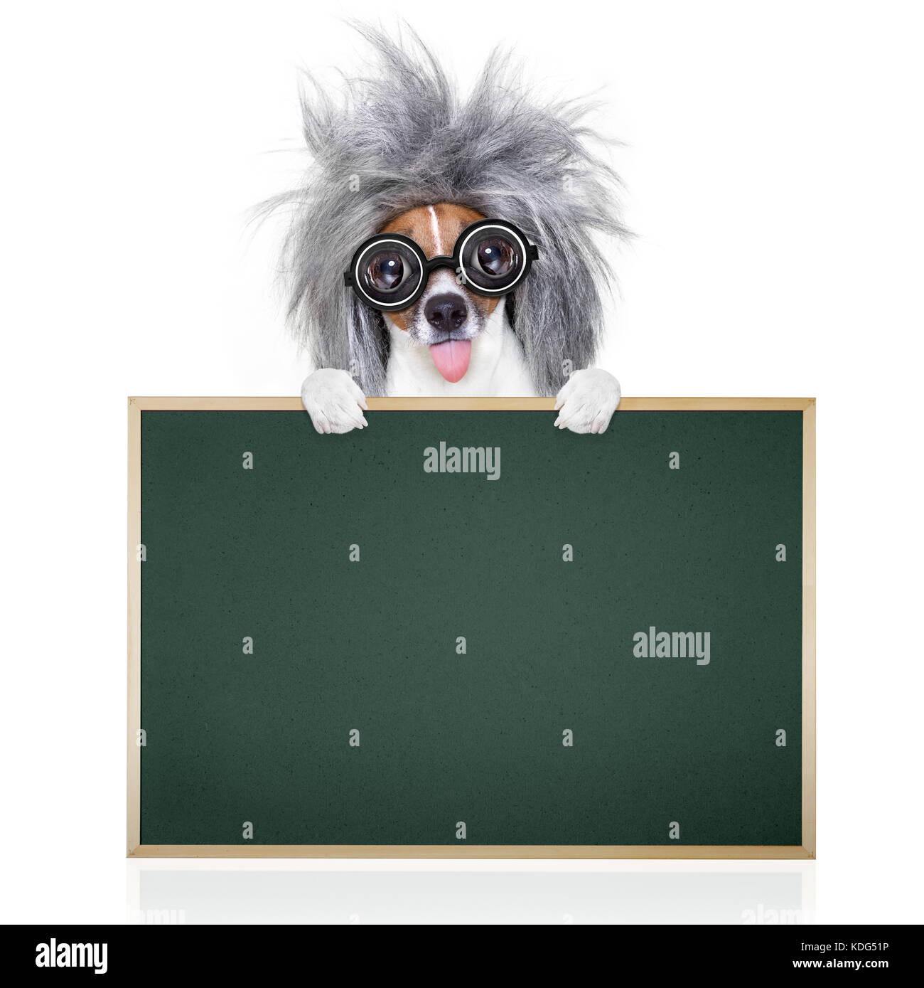 smart and intelligent jack russell dog with nerd glasses sticking out ...