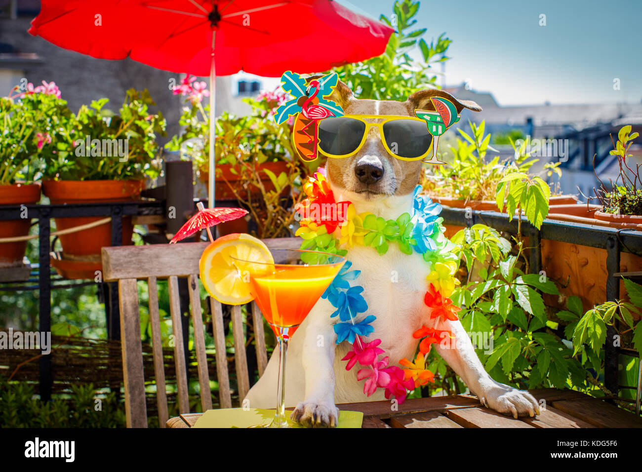 Dog balcony glass hi-res stock photography and images - Alamy