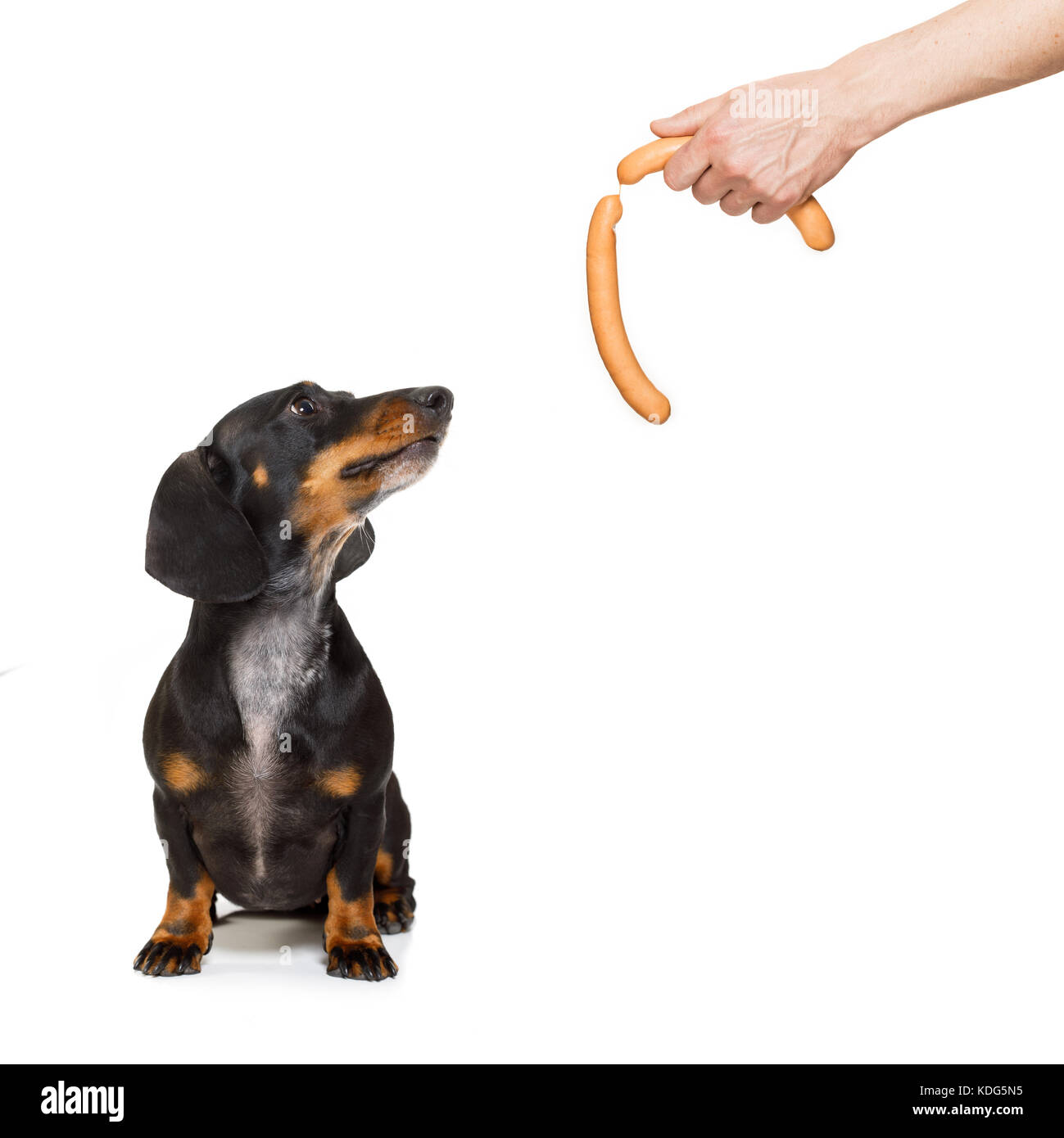 hungry dachshund sausage dog , for a treat wiener by his owner ...