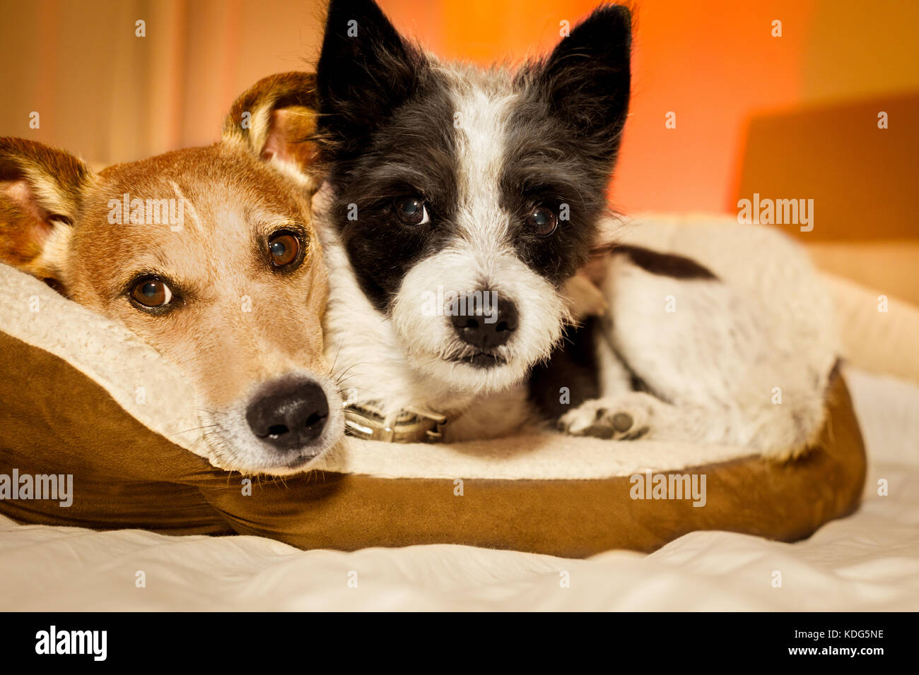 couple of dogs in love close and cozy together sleeping and relaxing on ...