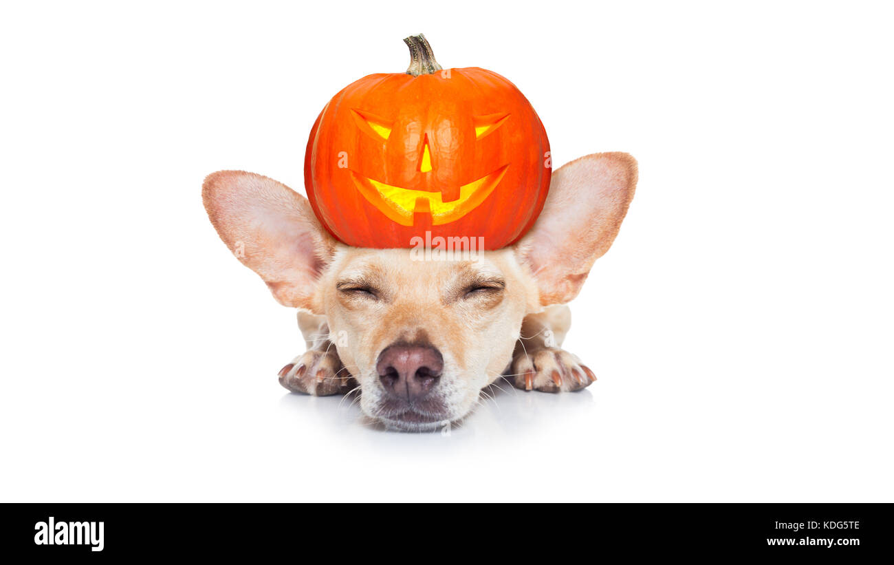 halloween devil dog scared and frightened, isolated on white background ...