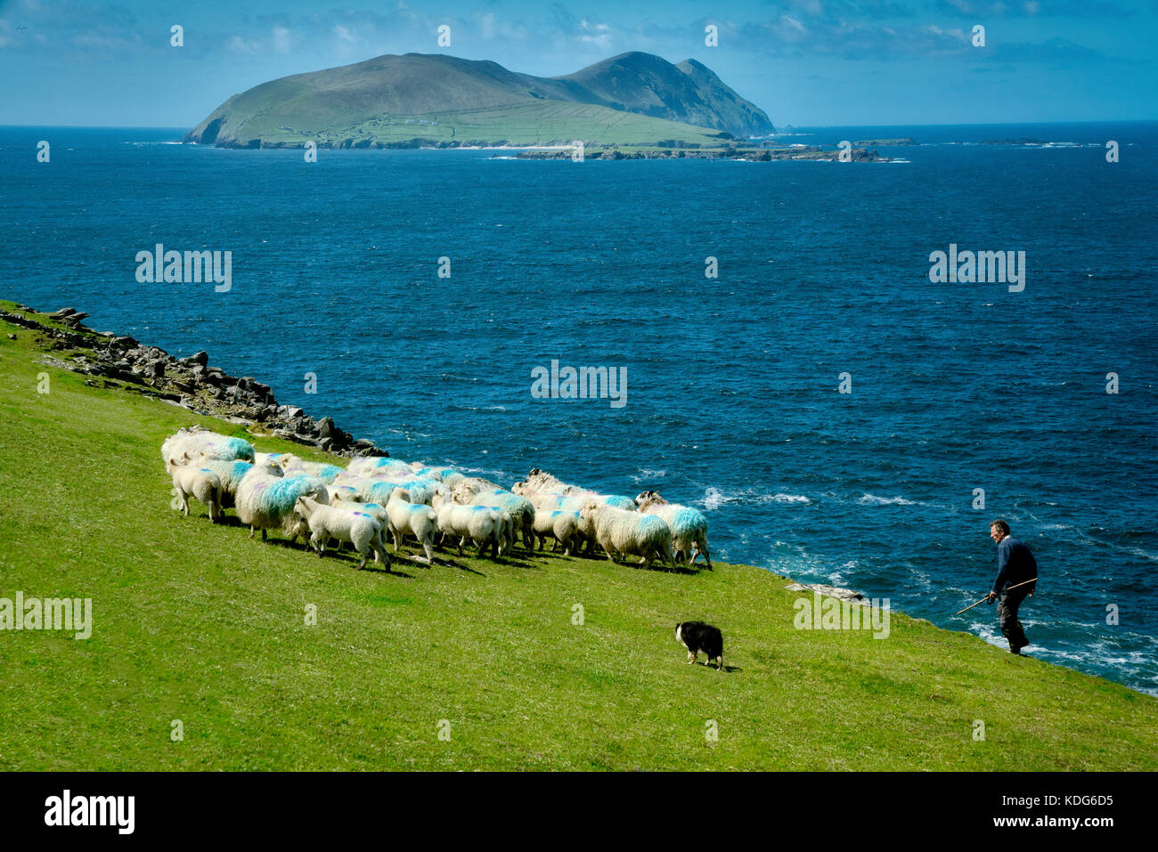 Irish sheep dog hi-res stock photography and images - Alamy
