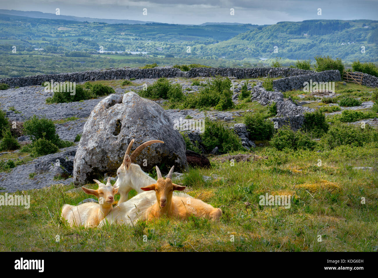 Goats in field on Lough Avalla Farm Loop Trail. The Burren, County ...