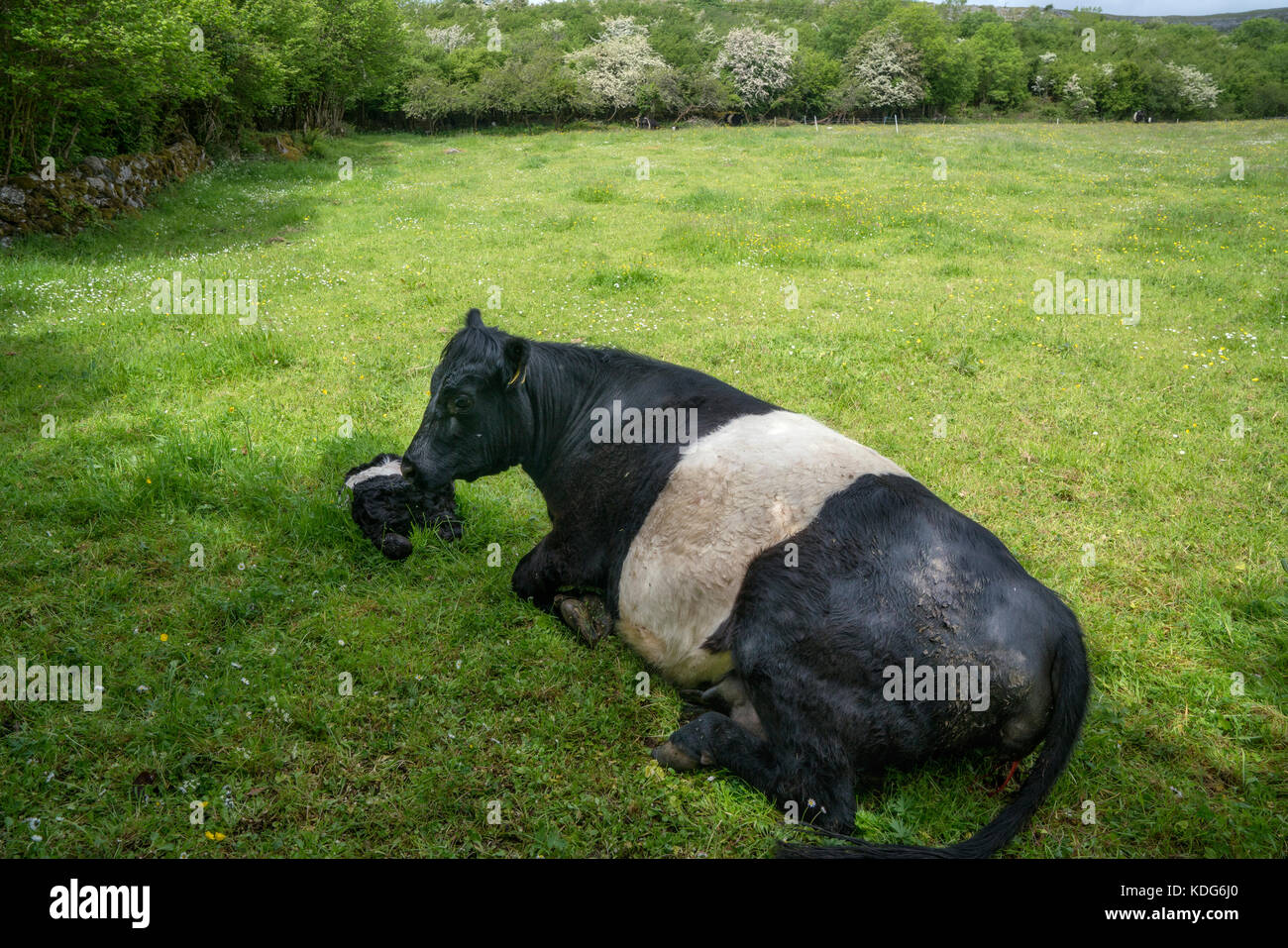 Loughavalla farm loop hi-res stock photography and images - Alamy